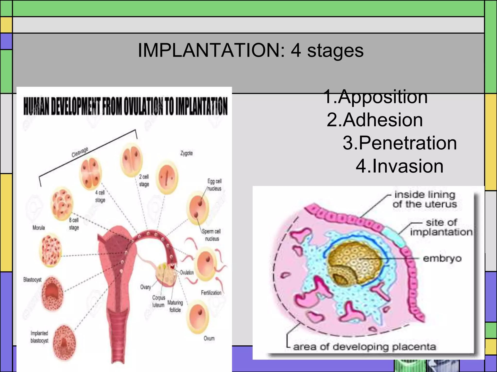 EMBRYOLOGY-OOGENESIS,SPERMATOGENESIS,FERTILIZATION | PPT