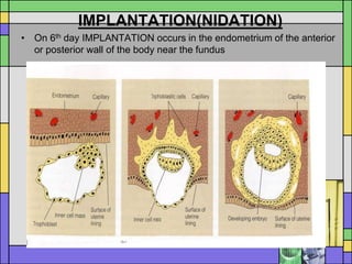 EMBRYOLOGY-OOGENESIS,SPERMATOGENESIS,FERTILIZATION | PPT
