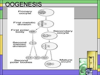 EMBRYOLOGY-OOGENESIS,SPERMATOGENESIS,FERTILIZATION | PPT