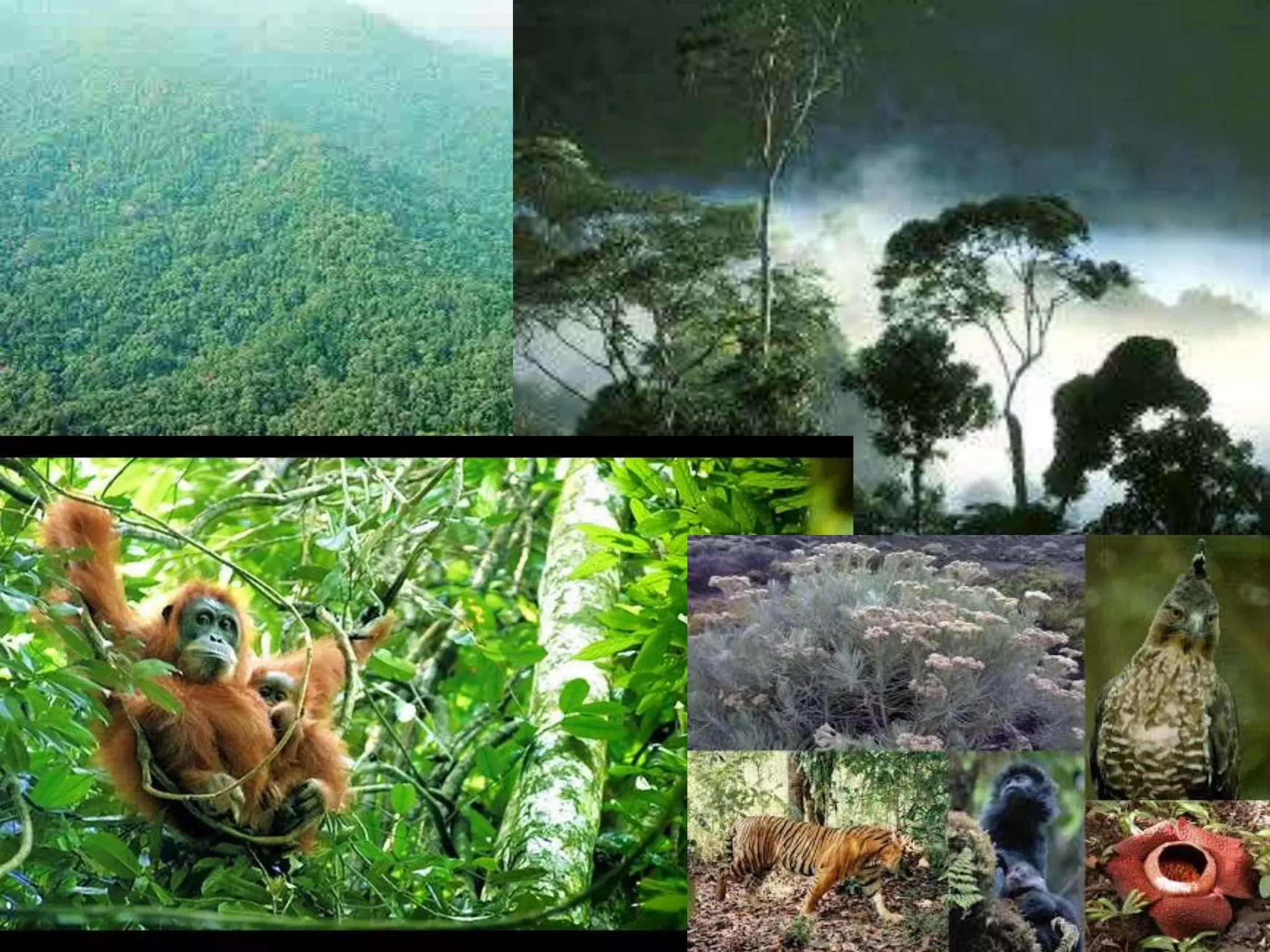 1. sumber daya hutan | PPTX