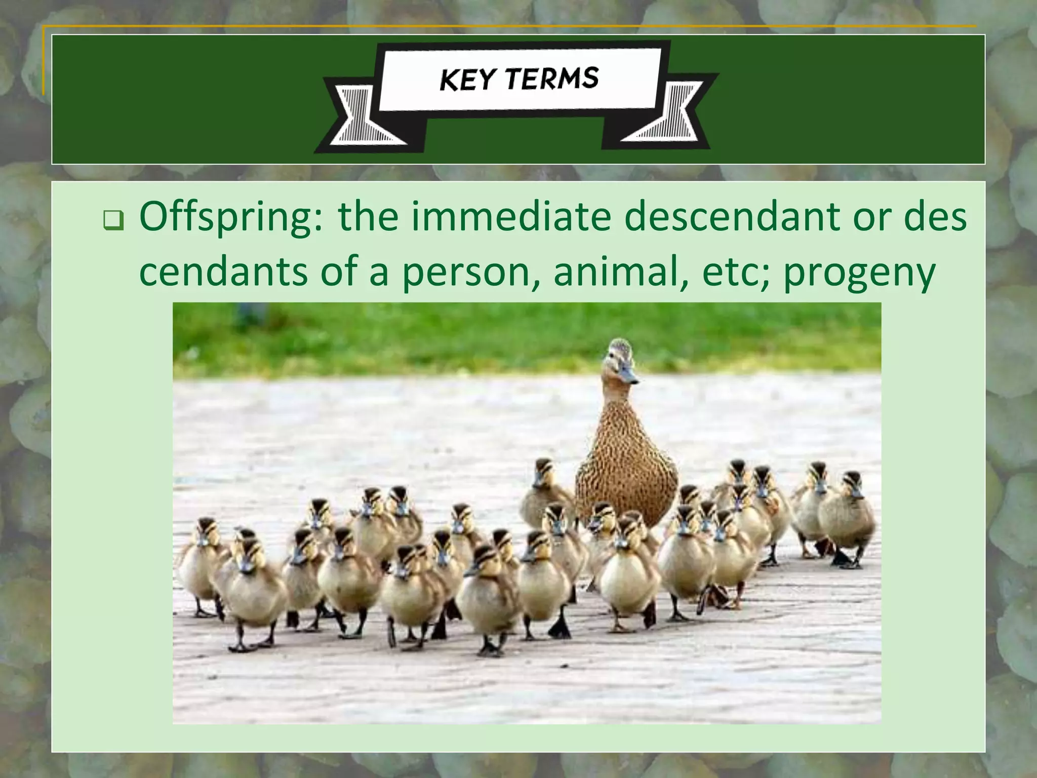 Heredity: Mendel's experiments | PPTX