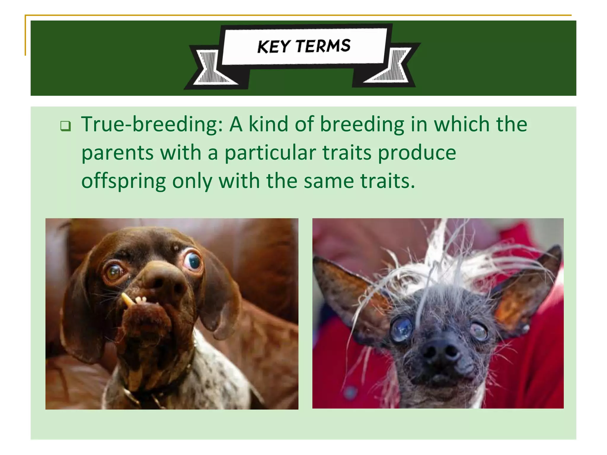Heredity: Mendel's experiments | PPTX