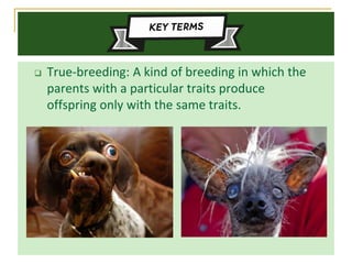 Heredity: Mendel's experiments | PPTX