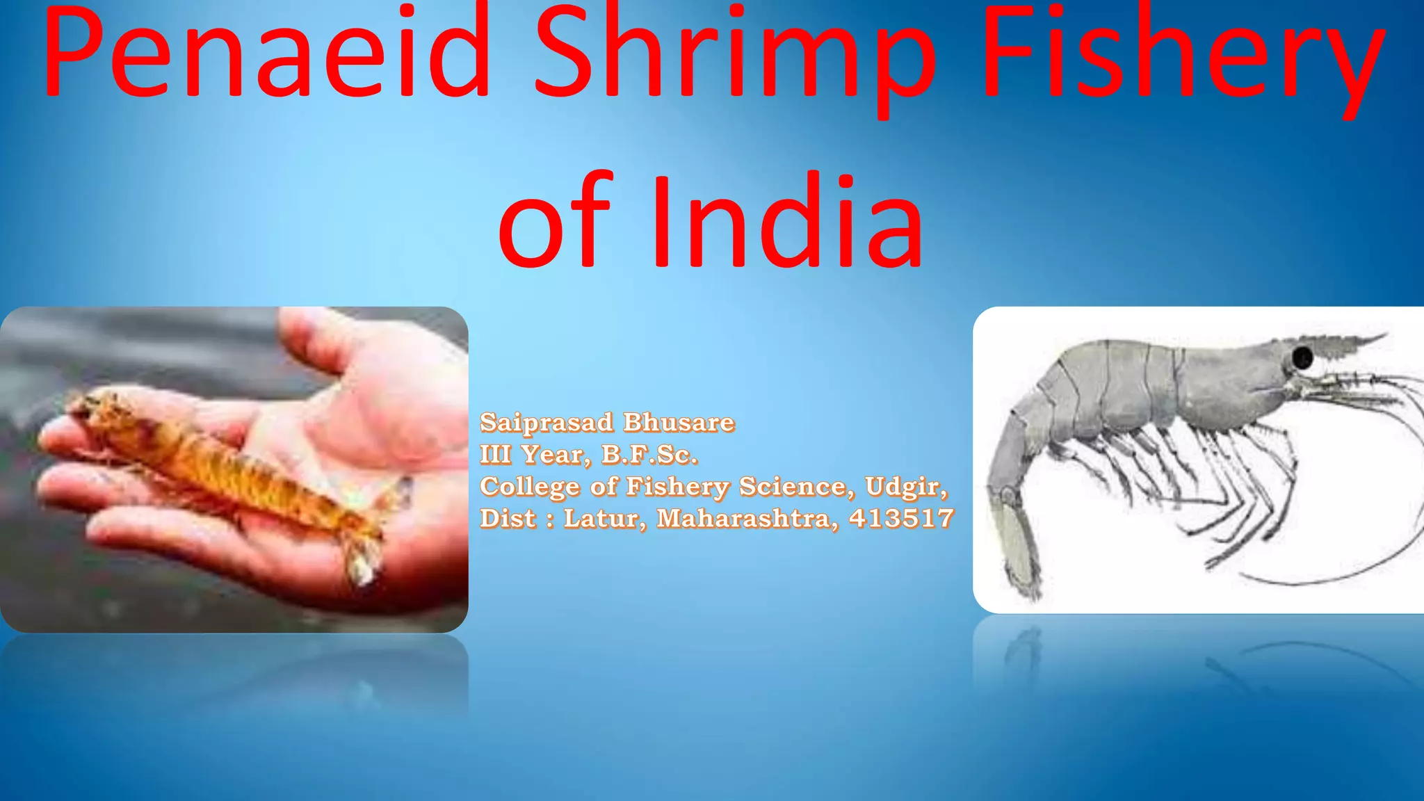 1. Penaed Shrimp Fishery of India | PPTX