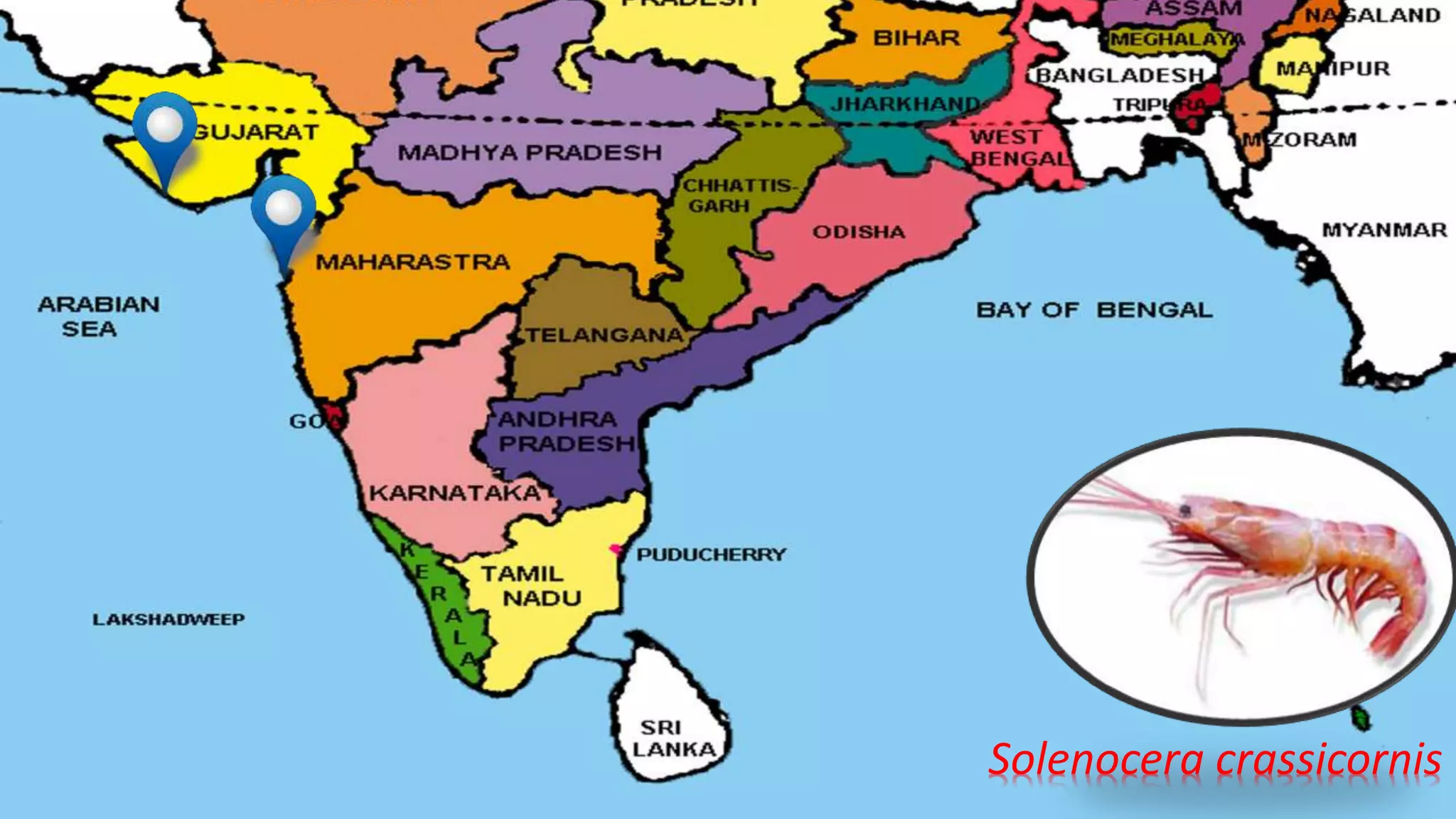 1. Penaed Shrimp Fishery of India | PPTX