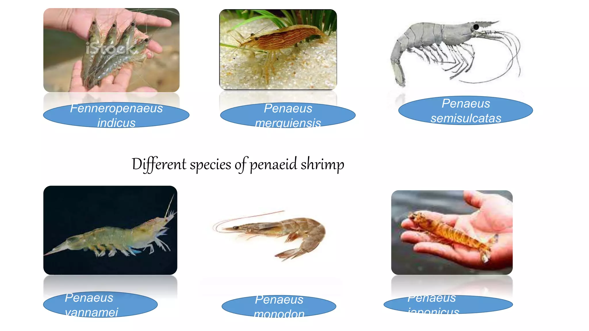 1. Penaed Shrimp Fishery of India | PPTX