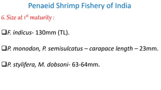 1. Penaed Shrimp Fishery of India | PPTX