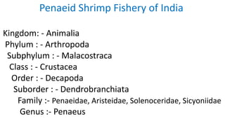 1. Penaed Shrimp Fishery of India | PPTX