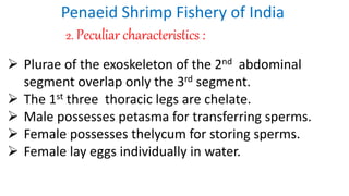 1. Penaed Shrimp Fishery of India | PPTX