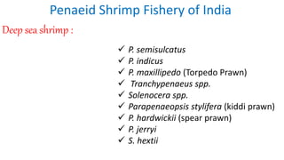 1. Penaed Shrimp Fishery of India | PPTX
