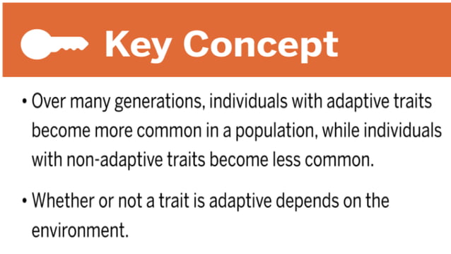 Adaptive Traits | PDF