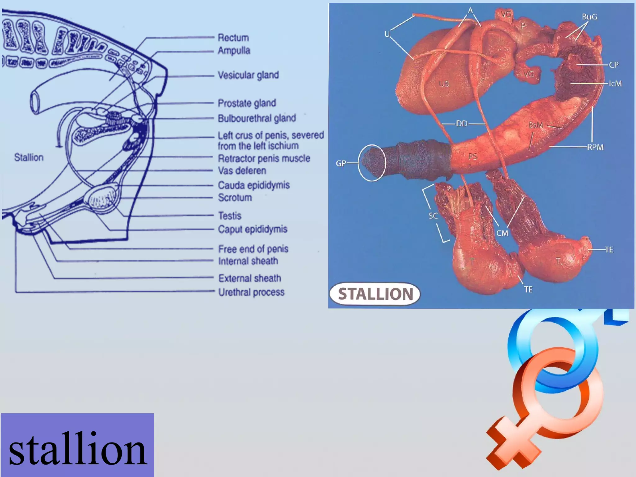 Presentation: Comparative Reproductive | PPT