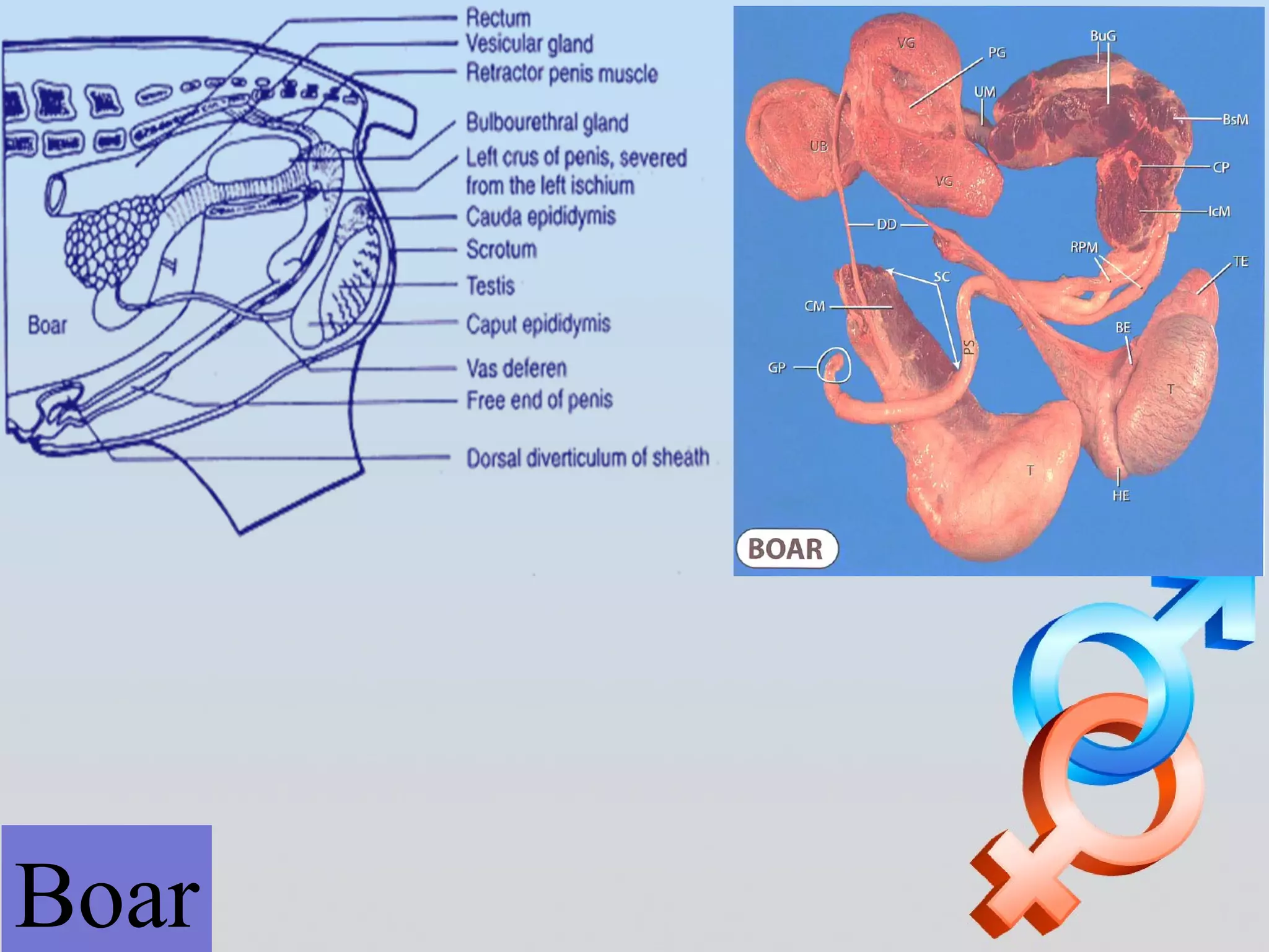 Presentation: Comparative Reproductive | PPT