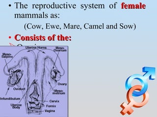 Presentation: Comparative Reproductive | PPT