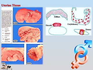 Presentation: Comparative Reproductive | PPT