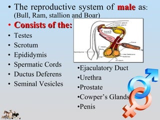 Presentation: Comparative Reproductive | PPT