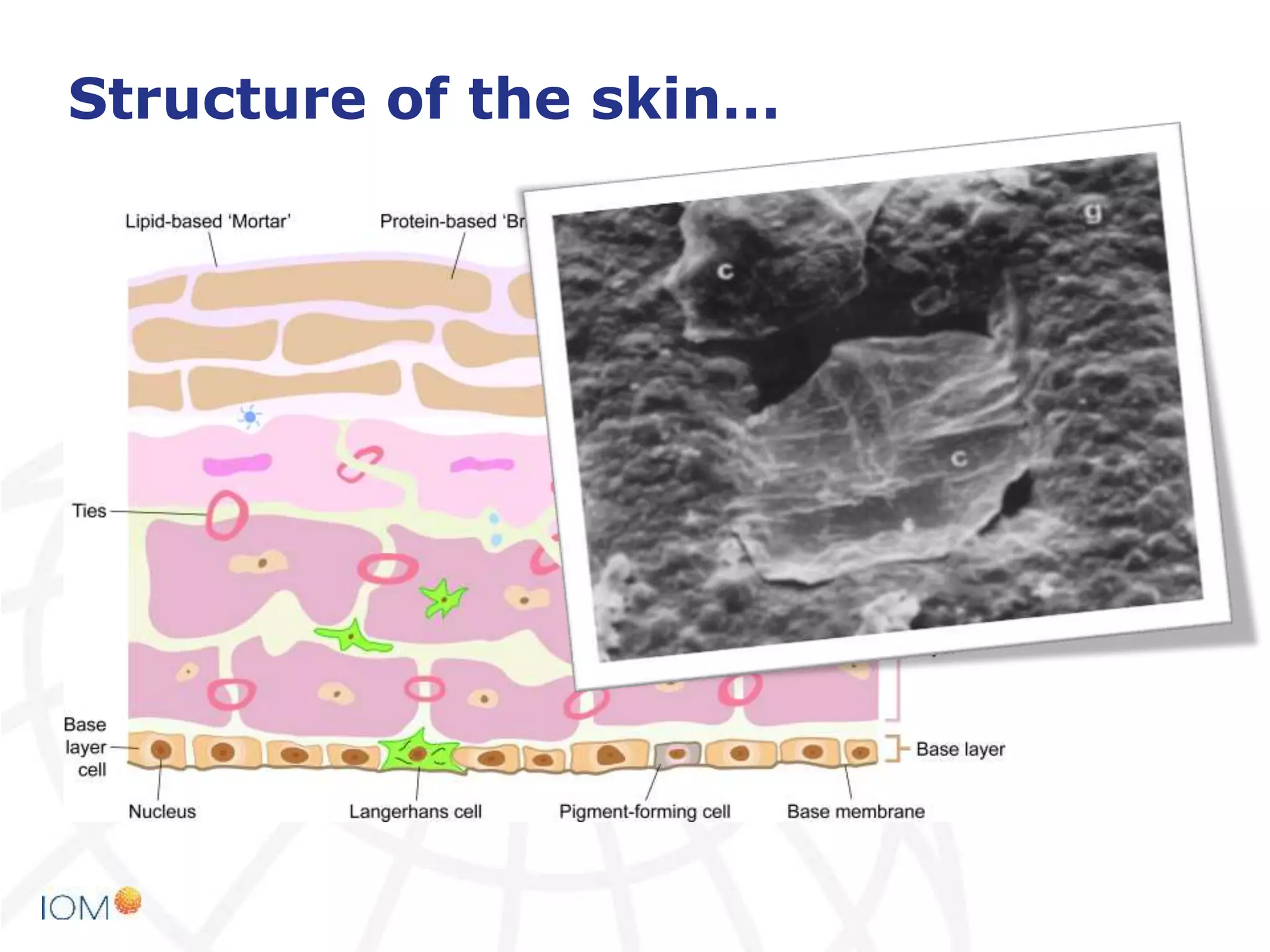 Why is dermal exposure important? | PPTX