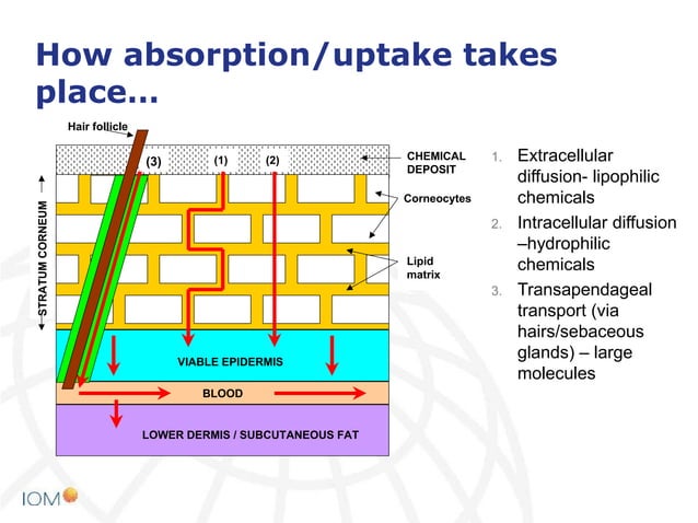 Why is dermal exposure important? | PPT