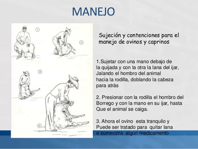 3 Producción De Ovinos