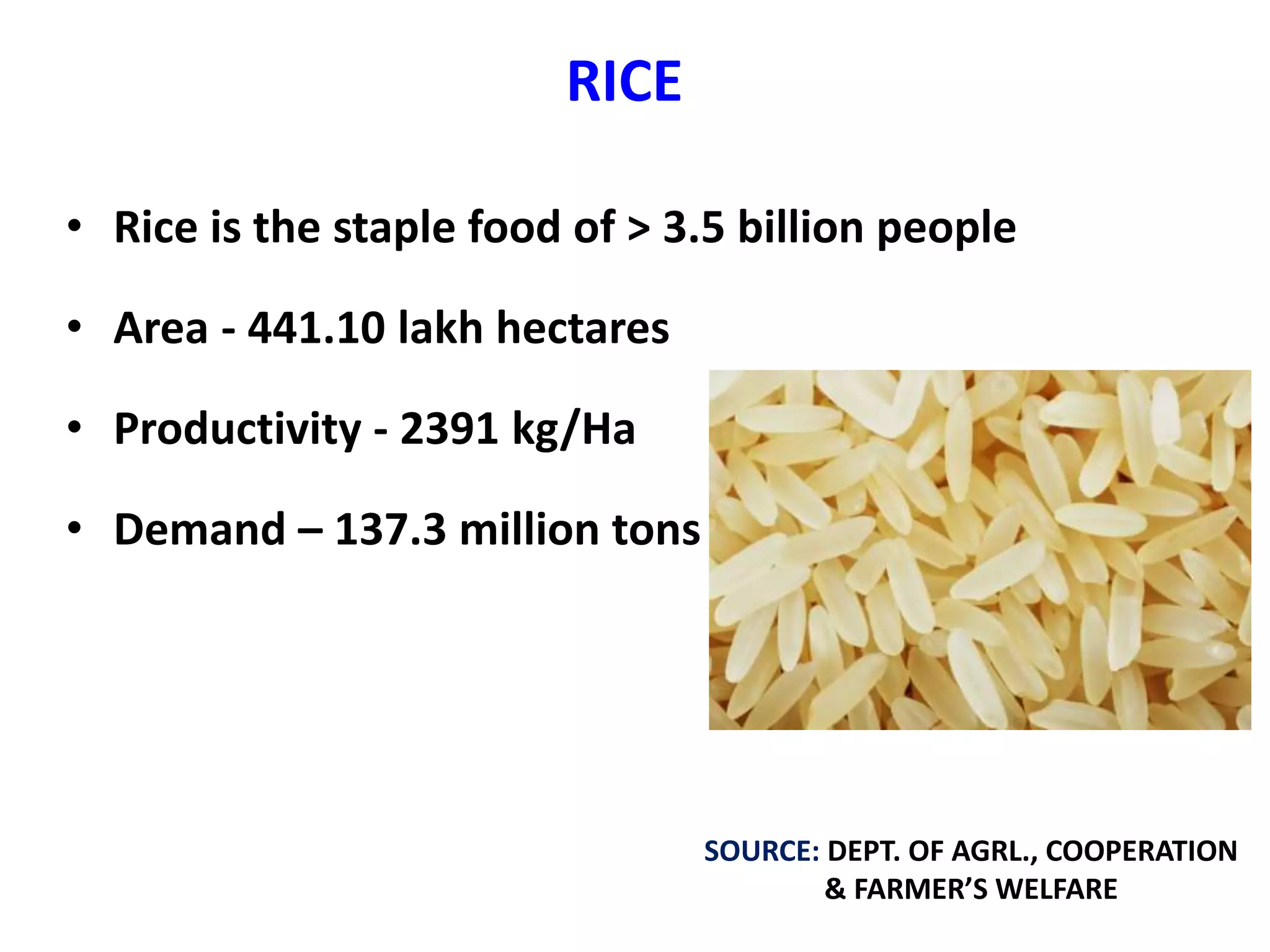SUSTAIN RICE PRODUCTIVITY TO ENSURE FOOD SECURITY | PPT