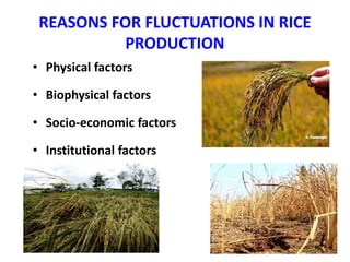 SUSTAIN RICE PRODUCTIVITY TO ENSURE FOOD SECURITY | PPTX