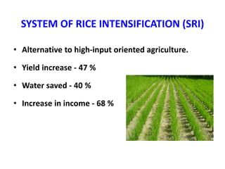 SUSTAIN RICE PRODUCTIVITY TO ENSURE FOOD SECURITY | PPT