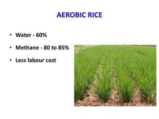 SUSTAIN RICE PRODUCTIVITY TO ENSURE FOOD SECURITY | PPT