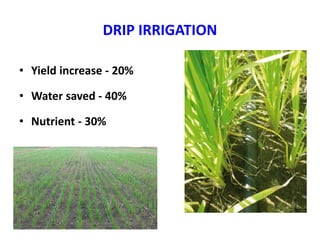 SUSTAIN RICE PRODUCTIVITY TO ENSURE FOOD SECURITY | PPT