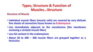 1. physiology of blood and muscles | PPTX
