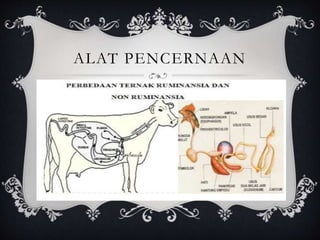 1. a. pengertian tentang ternak ruminansia | PPTX