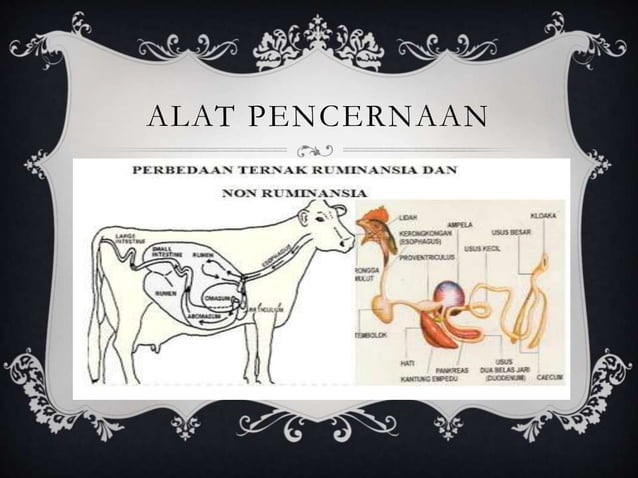 1. a. pengertian tentang ternak ruminansia | PPTX