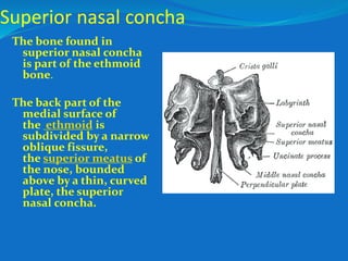 Superior Nasal Concha Ethmoid Bone