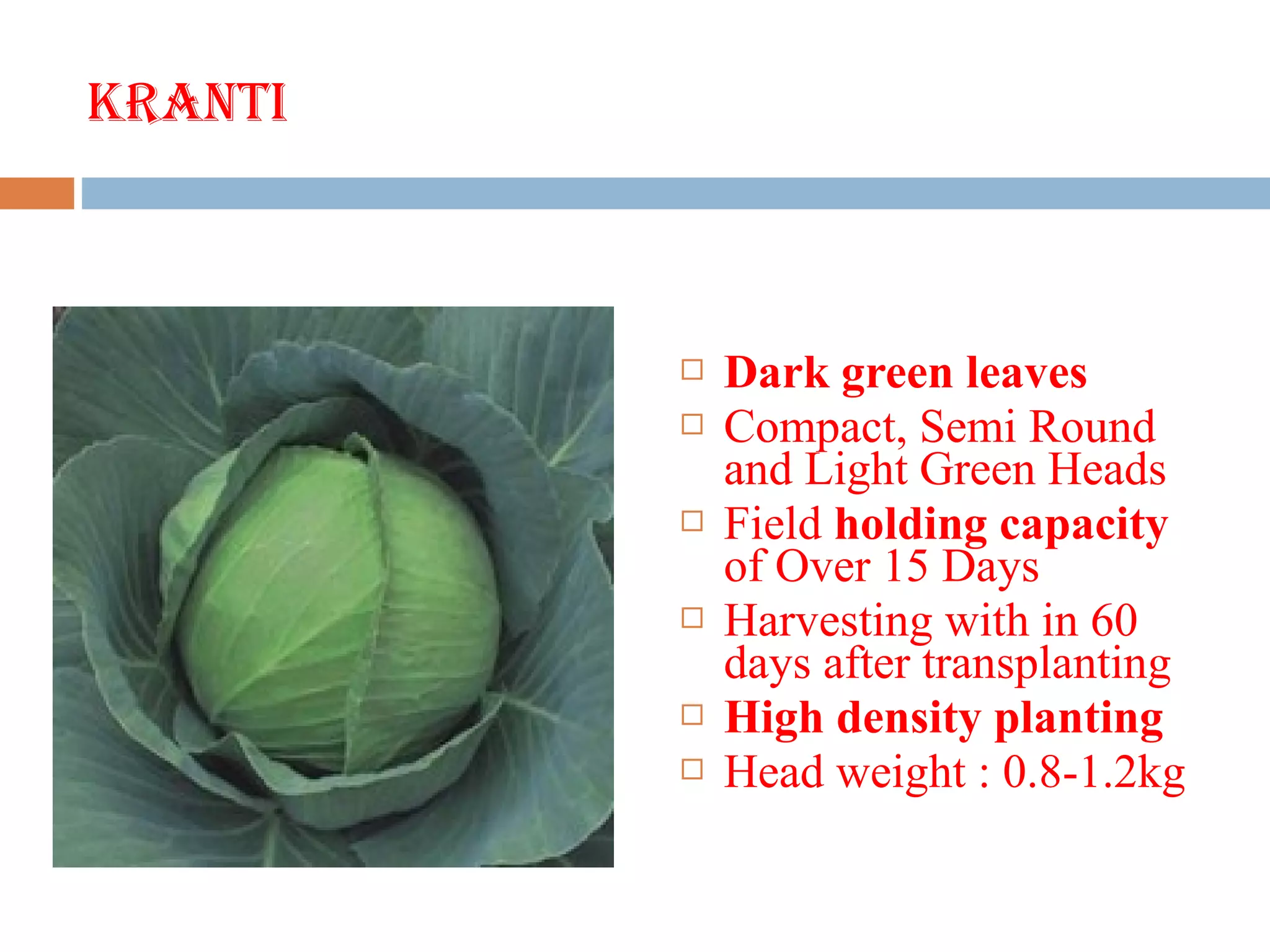 COMMERCIAL VARIETIES AND HYBRIDS IN CABBAGE AND CAULIFLOWER | PPT