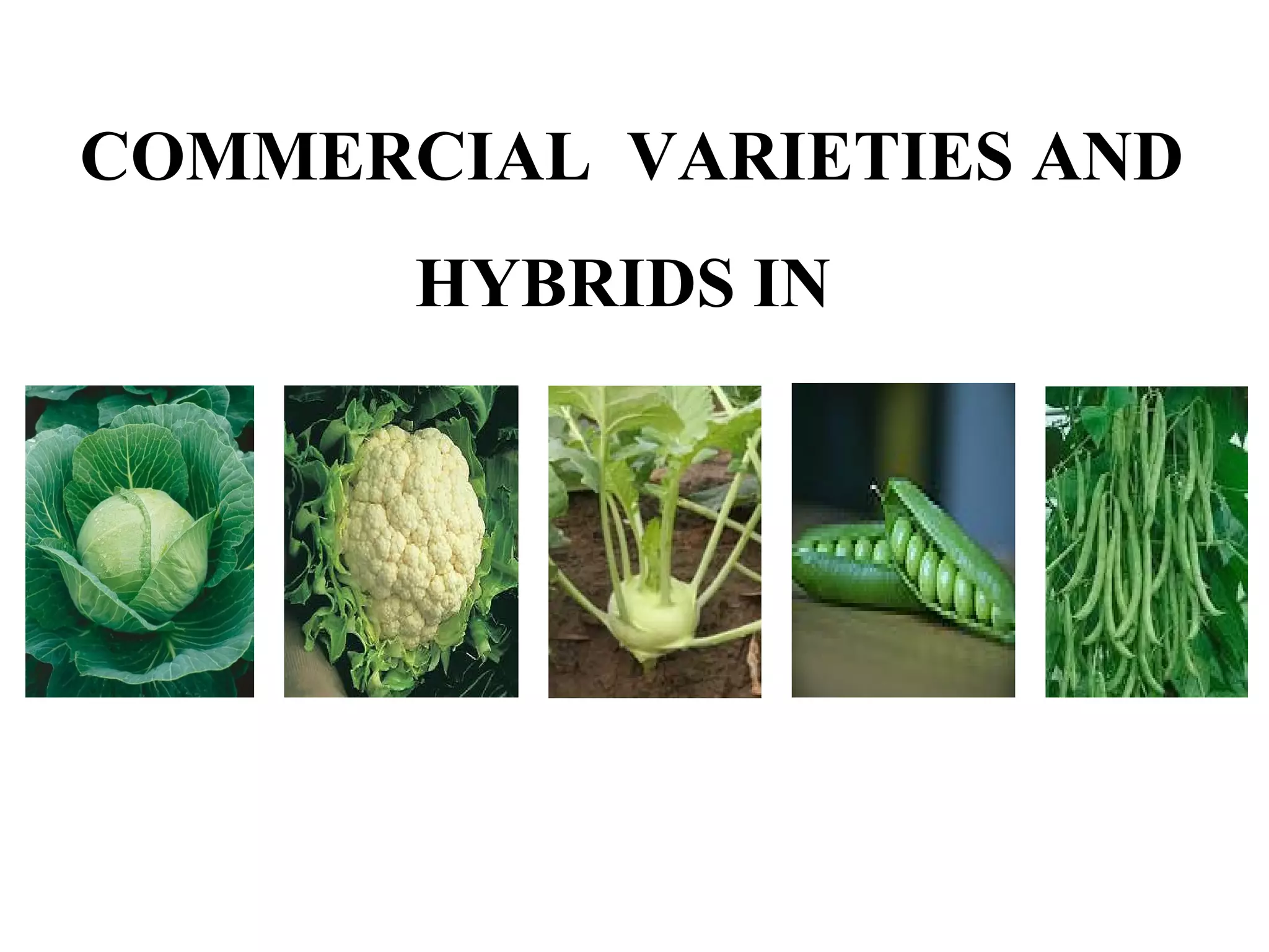COMMERCIAL VARIETIES AND HYBRIDS IN CABBAGE AND CAULIFLOWER | PPT