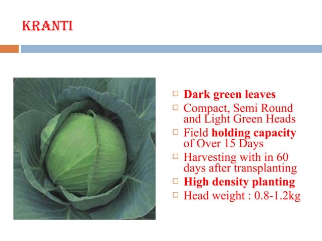 COMMERCIAL VARIETIES AND HYBRIDS IN CABBAGE AND CAULIFLOWER | PPT ...