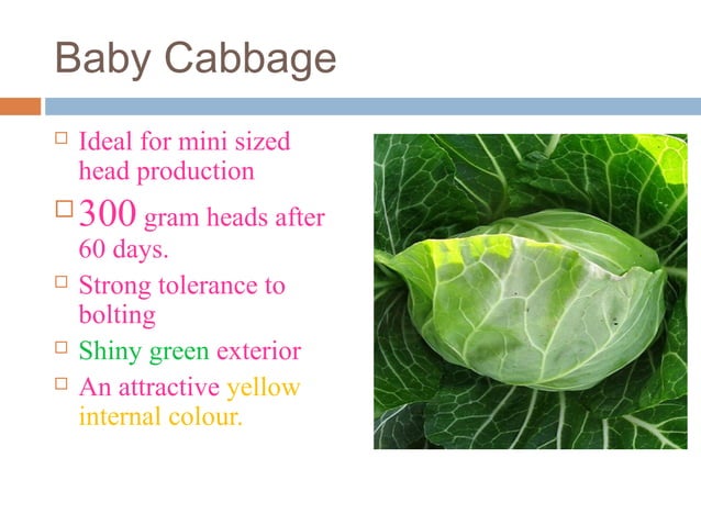 COMMERCIAL VARIETIES AND HYBRIDS IN CABBAGE AND CAULIFLOWER | PPT ...