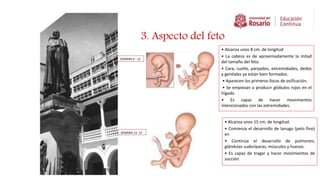 1. fecundacion embriologia organogenesis y nacimiento | PPTX
