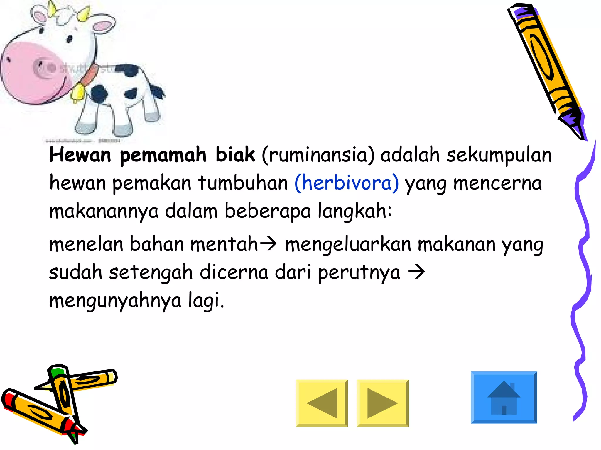 pencernaan hewan-ruminansia | PPT