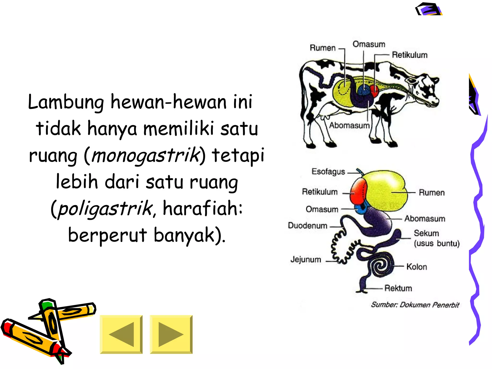 pencernaan hewan-ruminansia | PPT
