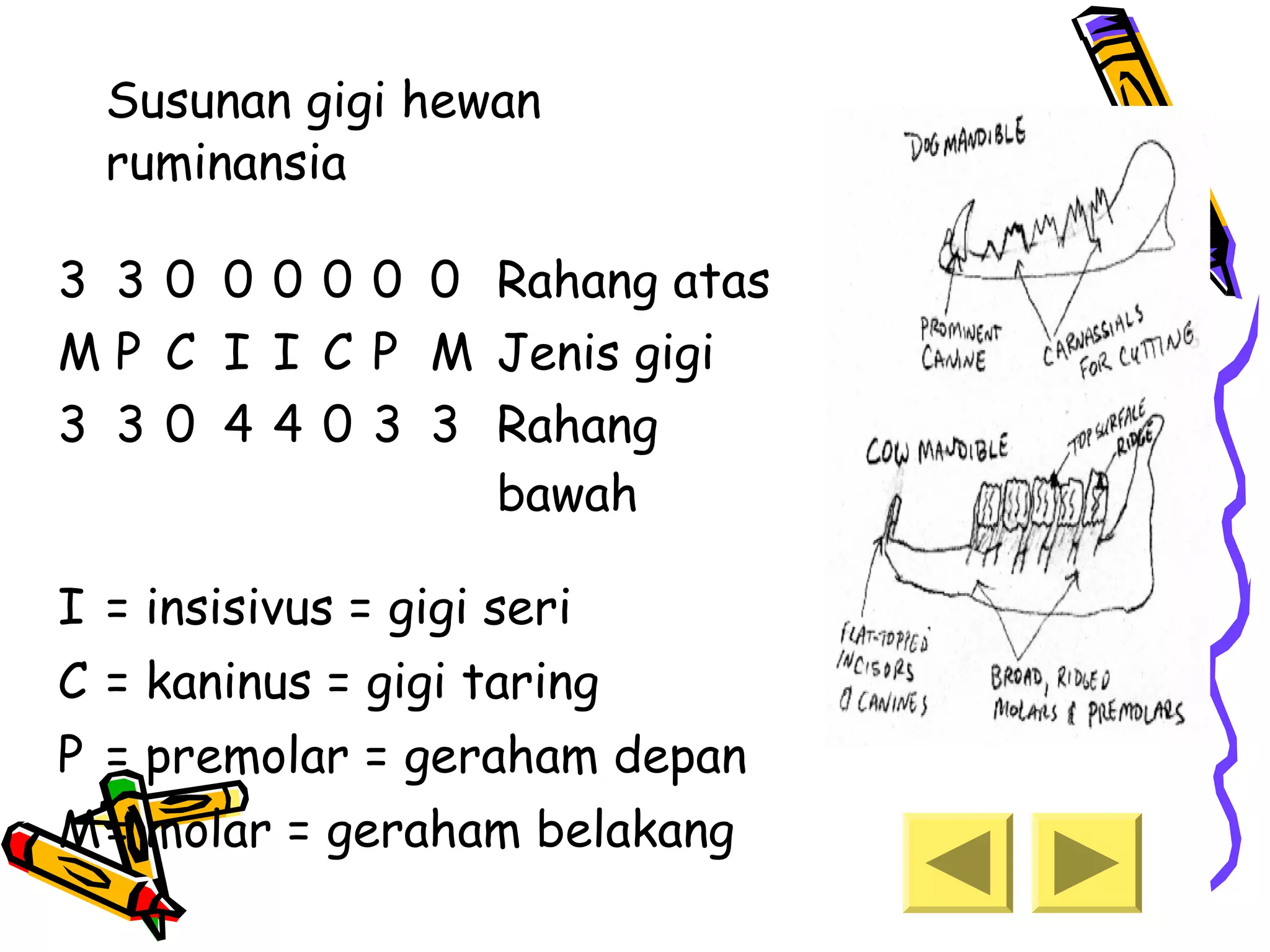 pencernaan hewan-ruminansia | PPT