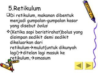 pencernaan hewan-ruminansia | PPT