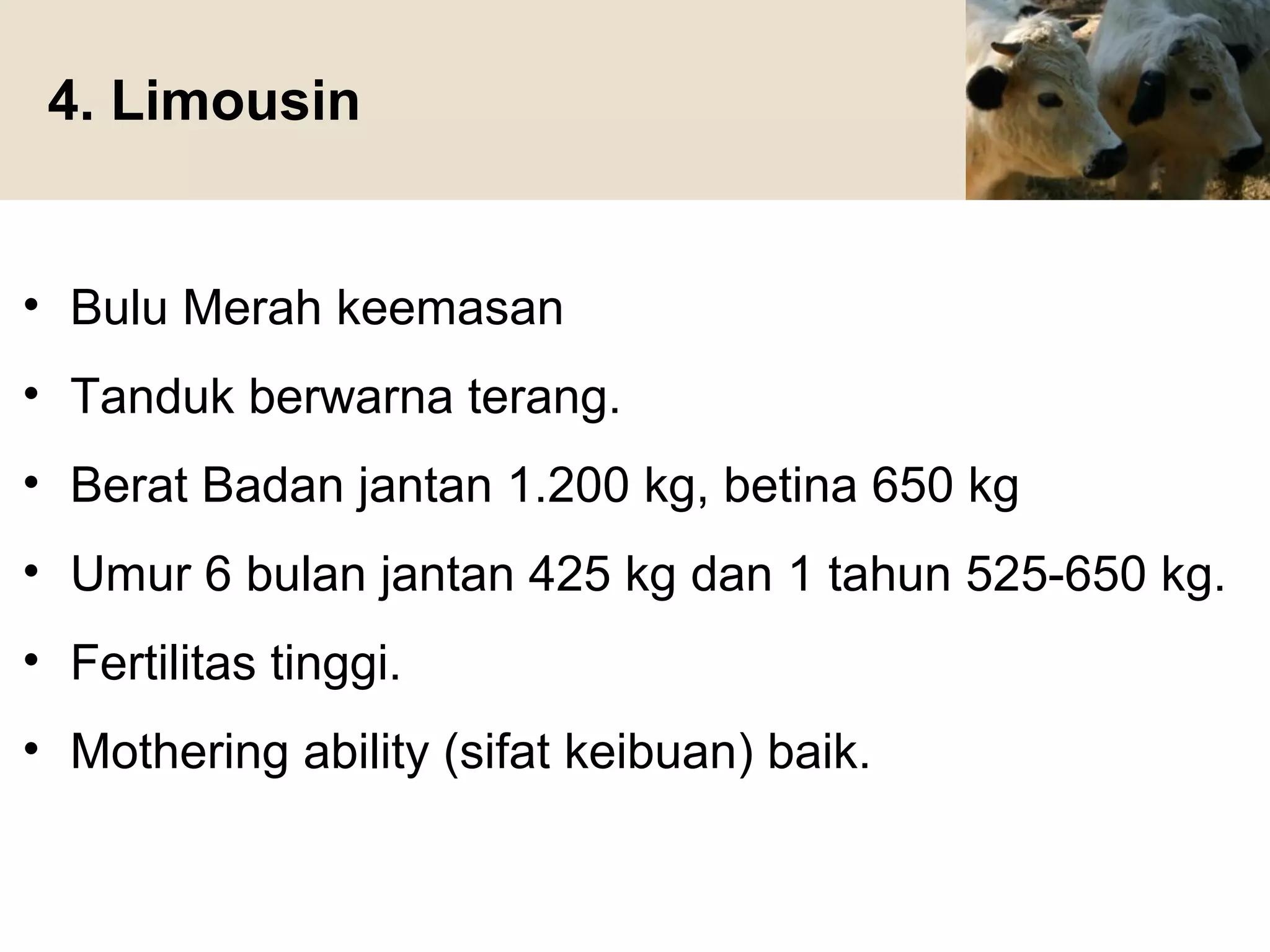 BANGSA SAPI DAN KERBAU | PPT