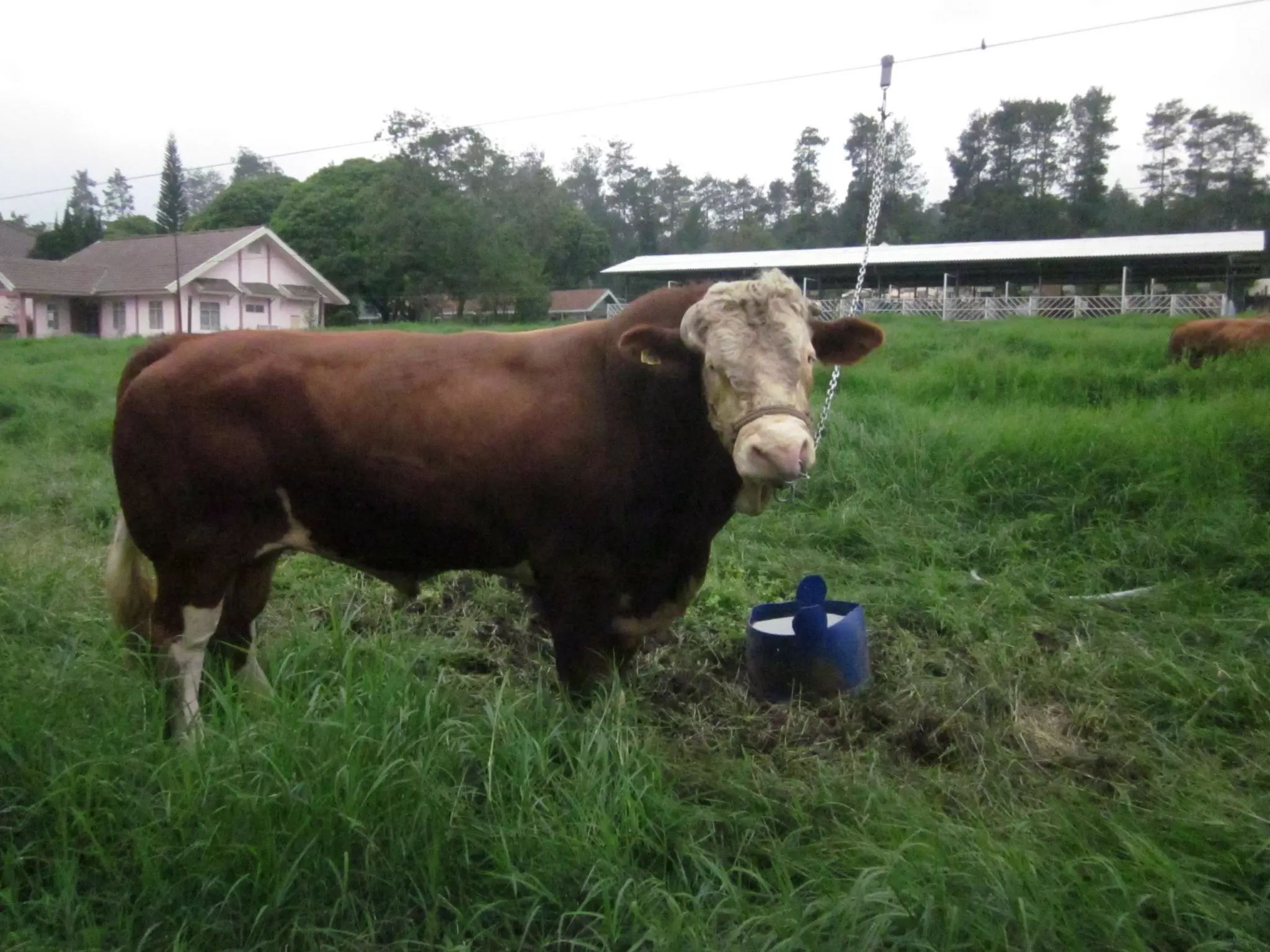 BANGSA SAPI DAN KERBAU | PPT