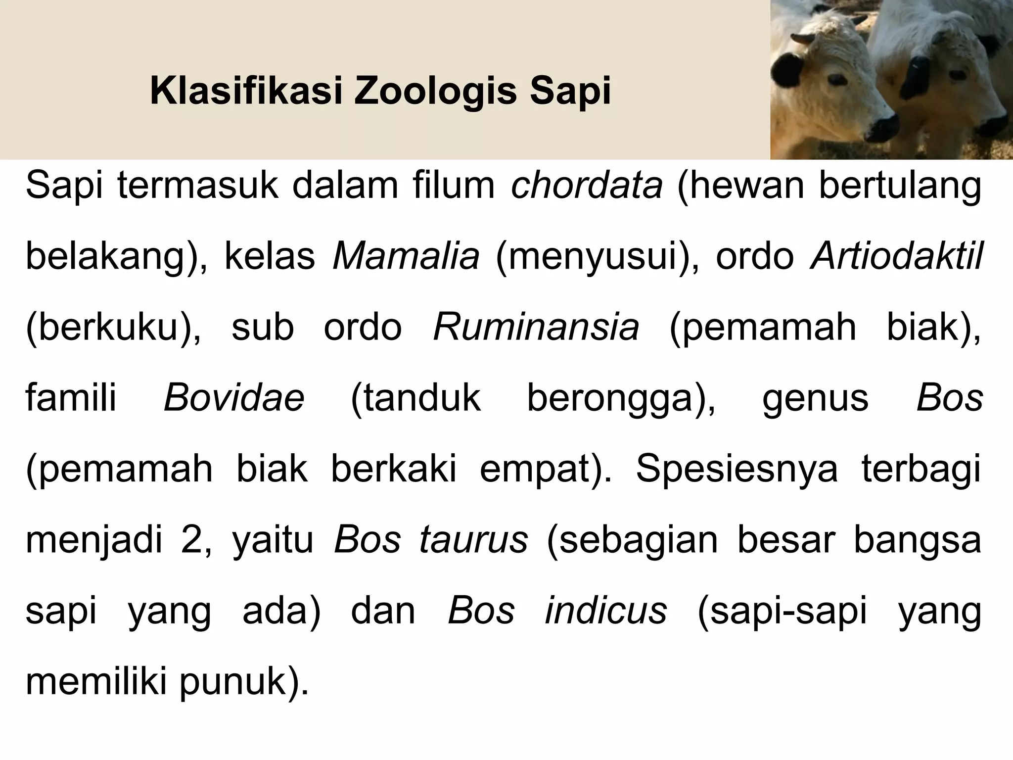 BANGSA SAPI DAN KERBAU | PPT