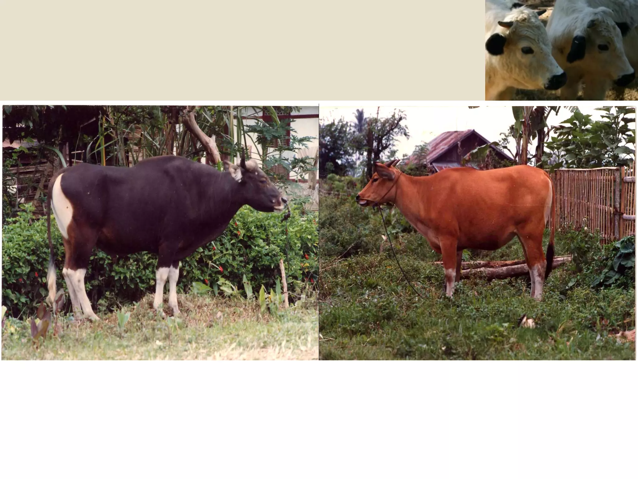 BANGSA SAPI DAN KERBAU | PPT