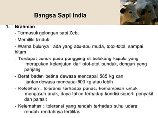 BANGSA SAPI DAN KERBAU | PPT