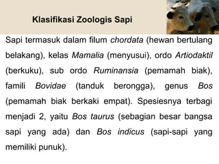 BANGSA SAPI DAN KERBAU | PPT