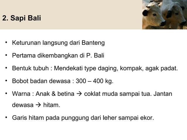 BANGSA SAPI DAN KERBAU | PPT