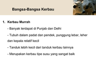 BANGSA SAPI DAN KERBAU | PPT
