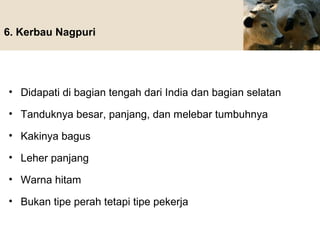 BANGSA SAPI DAN KERBAU | PPT